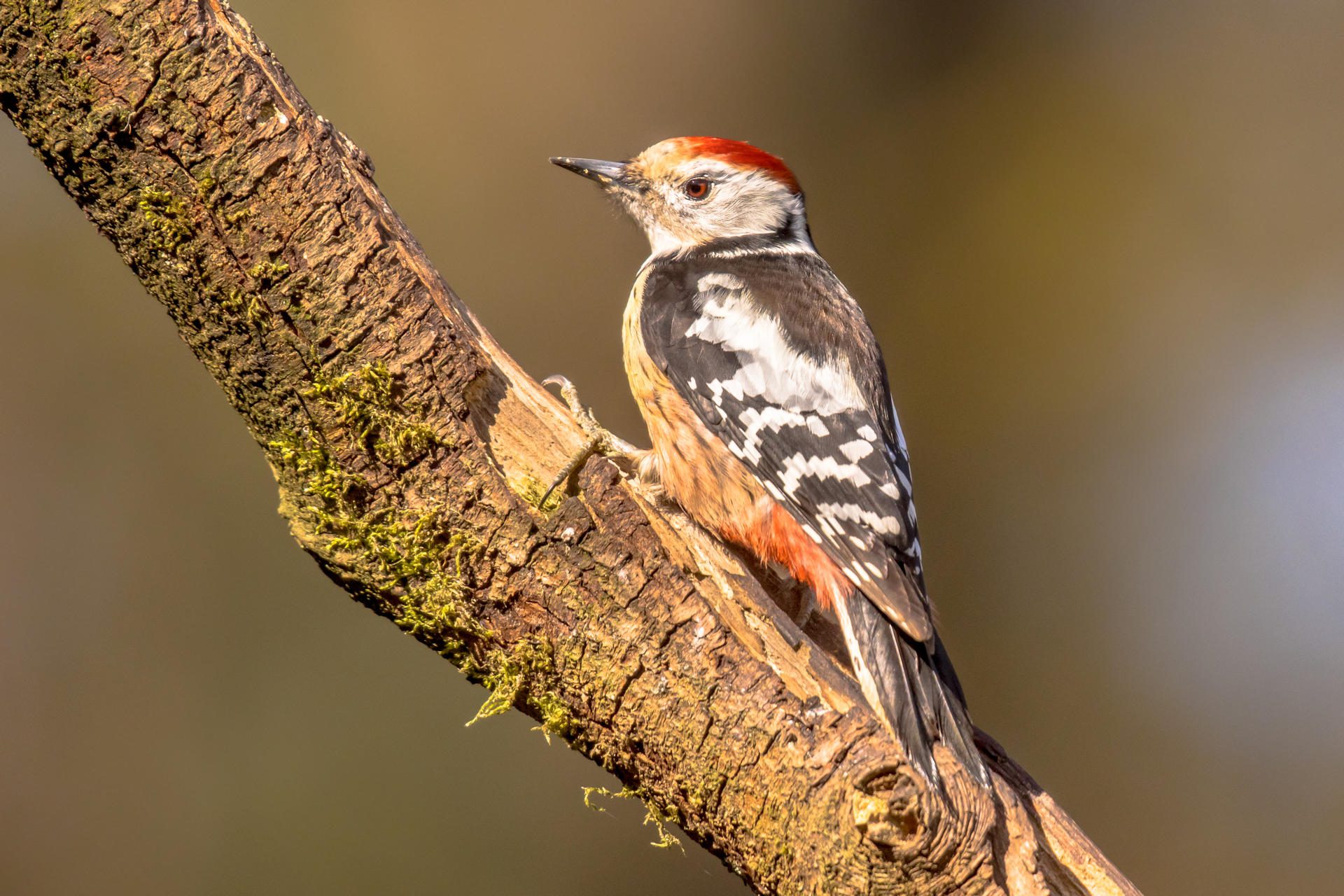 Picchio nero e picchio muratore, due protagonisti della fauna del ...