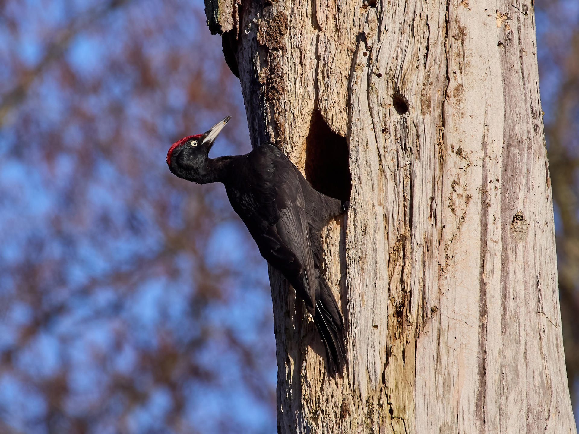 Picchio nero e picchio muratore, due protagonisti della fauna del ...