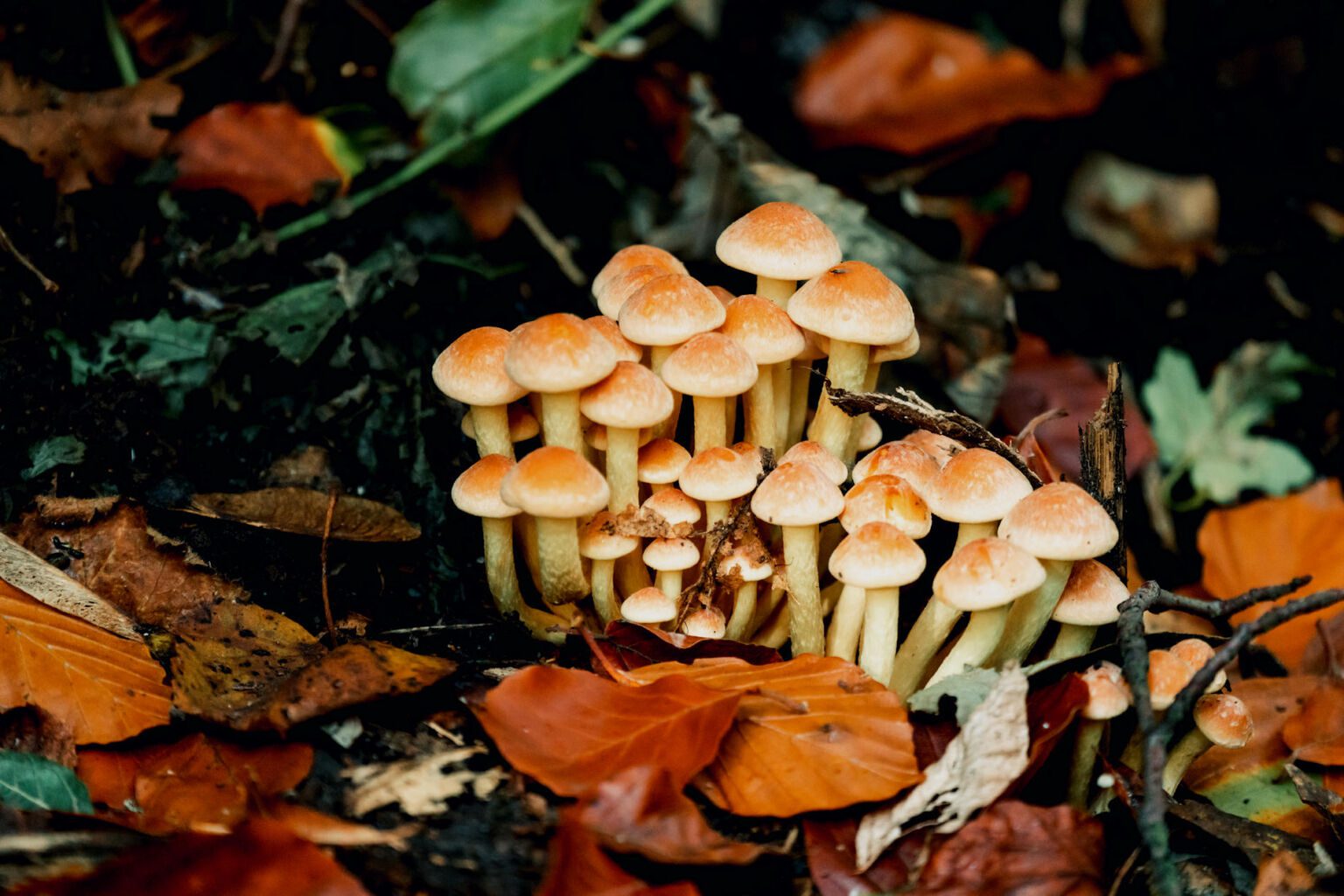 Autunno: E’ tempo di cercare (e cucinare) i “chiodini” – cosa sono e ...