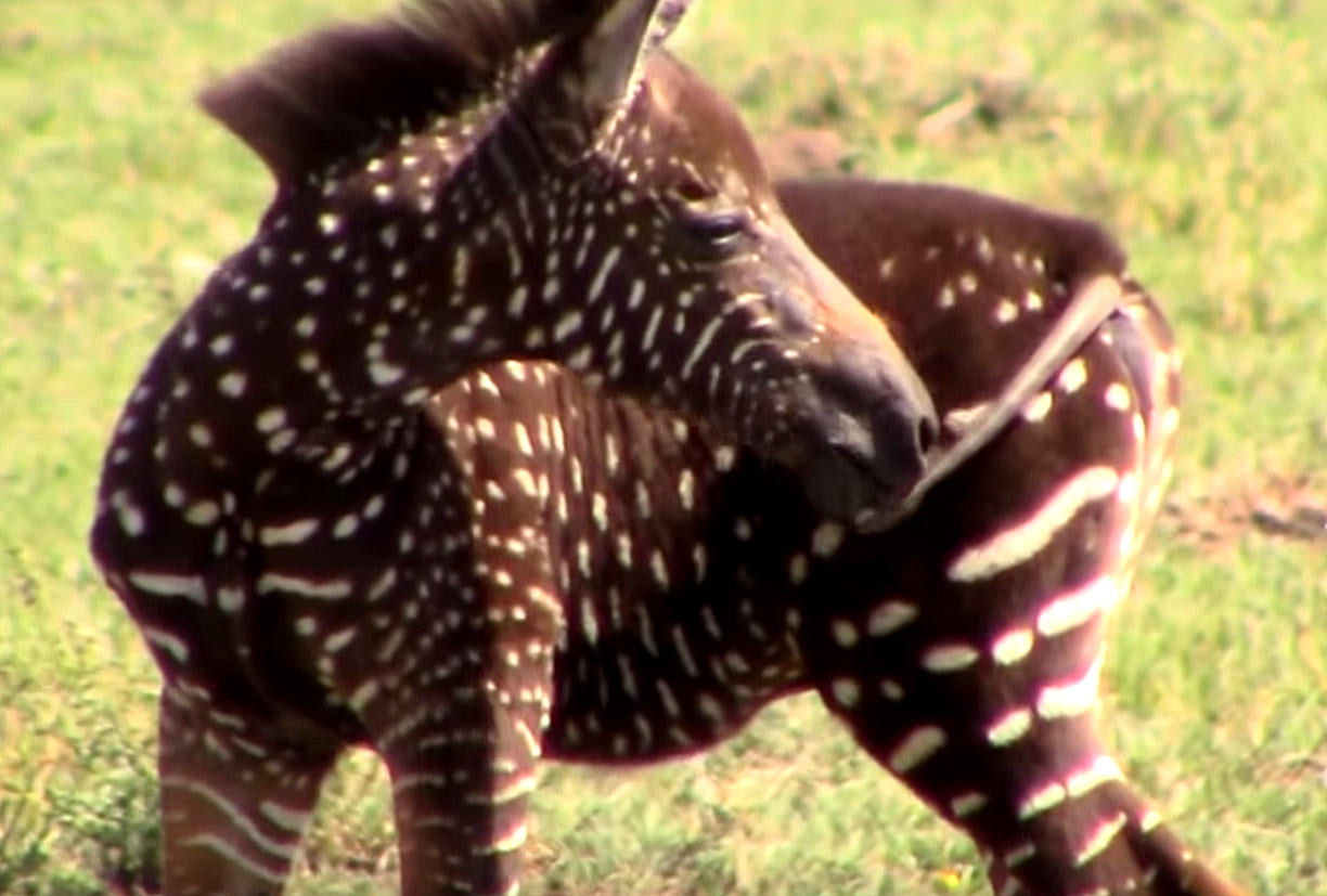 Curiosità: Tira, la zebra a pois (video) - www.cilentano.it